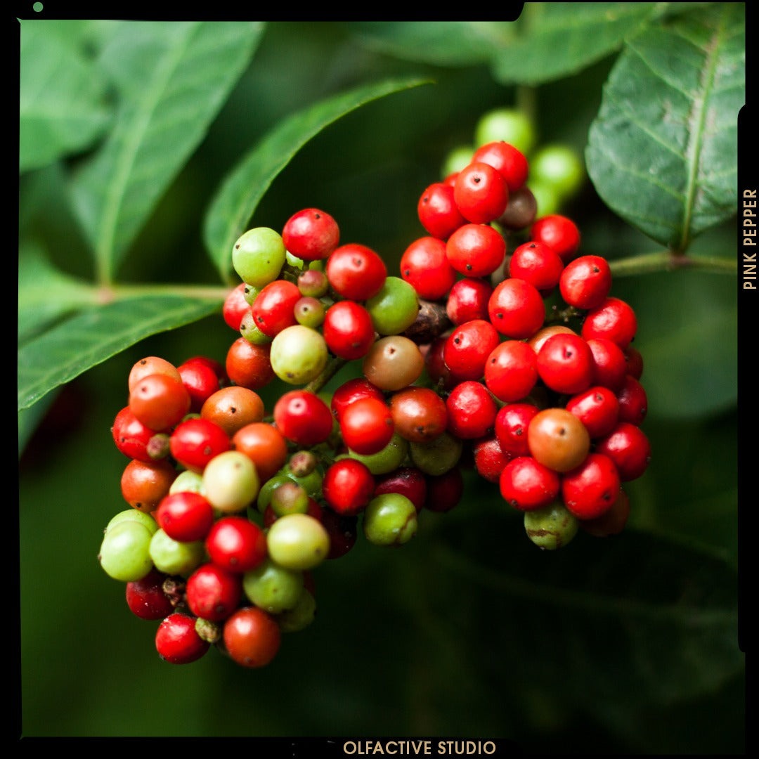 PERU’S PEPPERY DELICACY, PINK PEPPER – Olfactive Studio